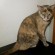 Gordon’s Story and Update – Montreal Dog Blog