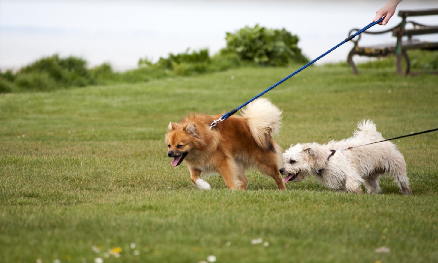 5 Clever Ways To Stop Your Dog Pulling On The Lead – Montreal Dog Blog